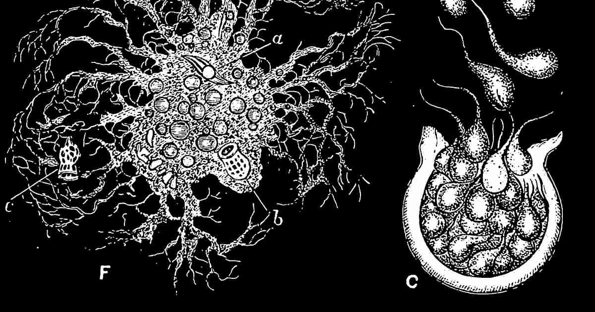 Infinitesimal generators — The Dan MacKinlay stable of variably-well ...