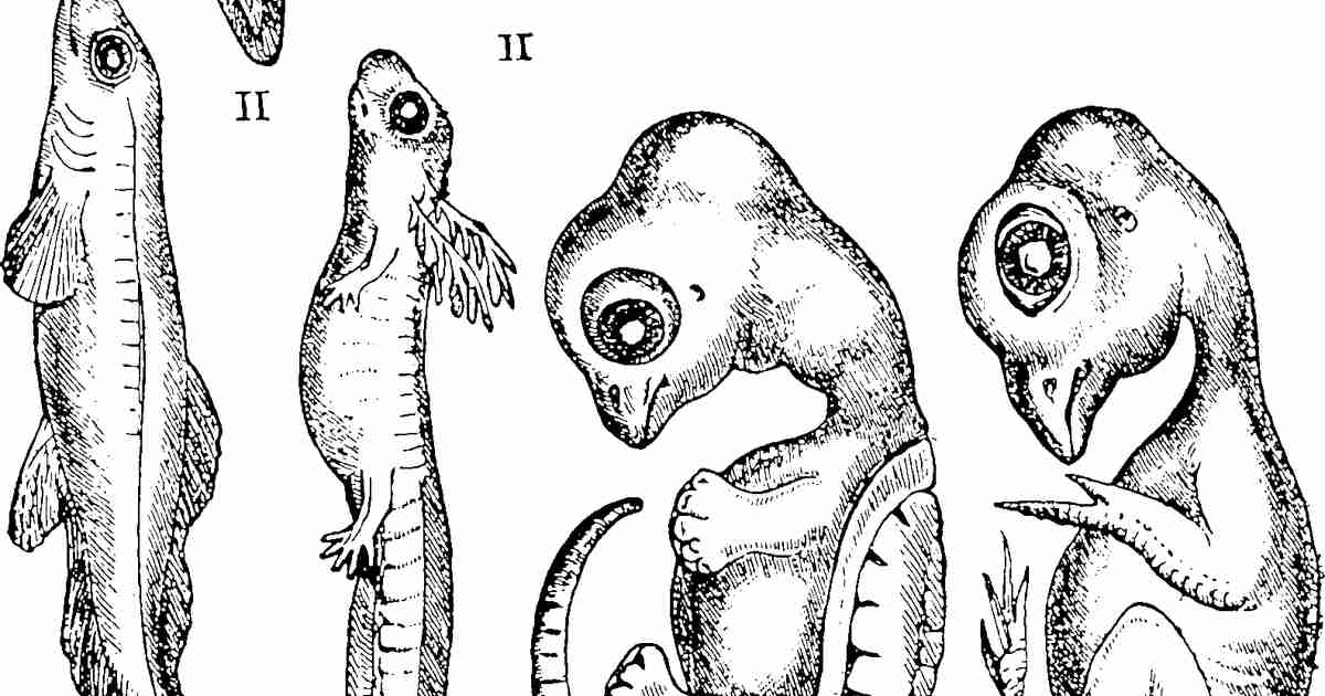 Evolution — The Dan MacKinlay stable of variably-well-consider’d ...