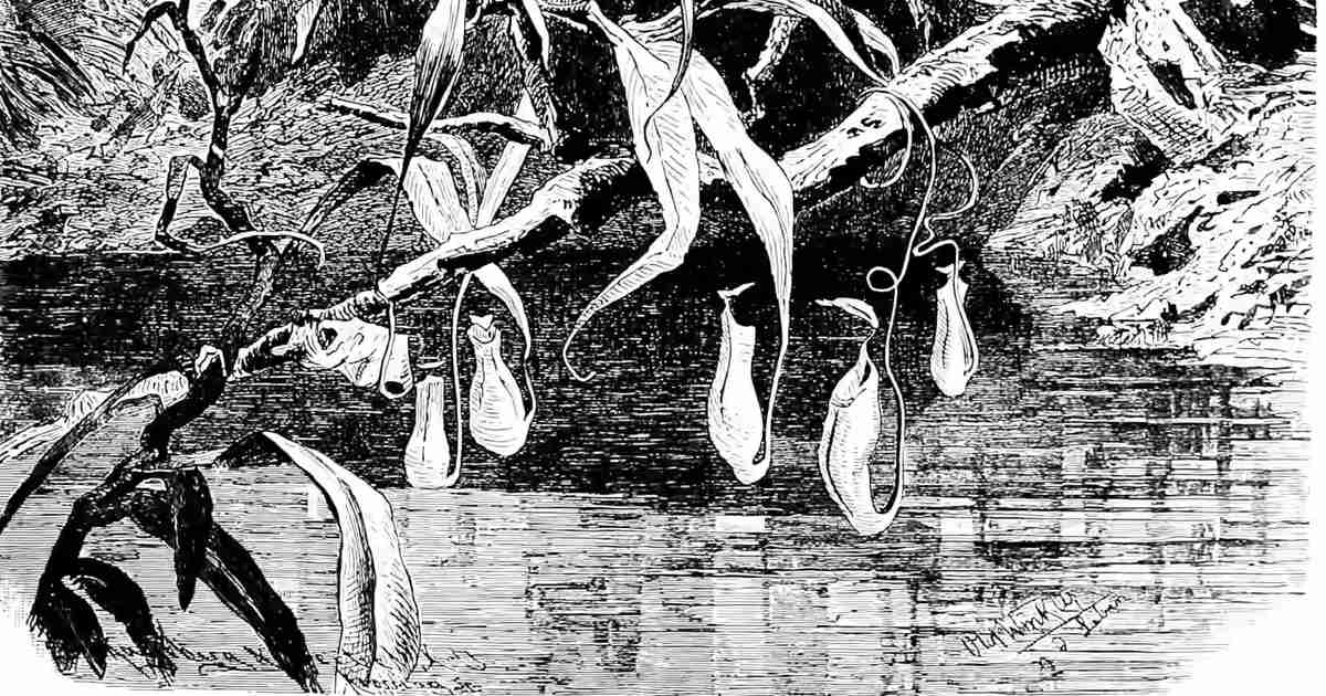 Causal Bayesian networks via probability trees — The Dan MacKinlay ...