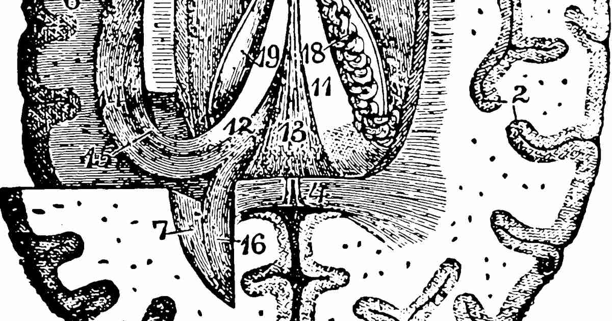 Neurons — The Dan MacKinlay stable of variably-well-consider’d enterprises