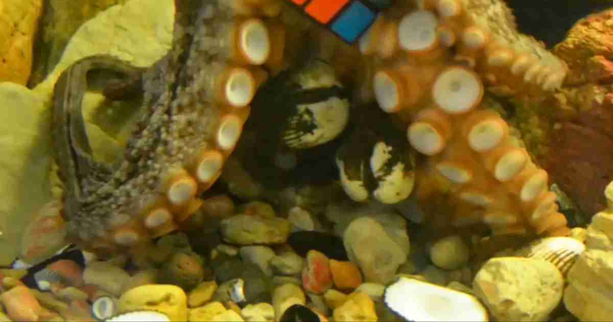 Git GUIs — The Dan MacKinlay stable of variably-well-consider’d enterprises