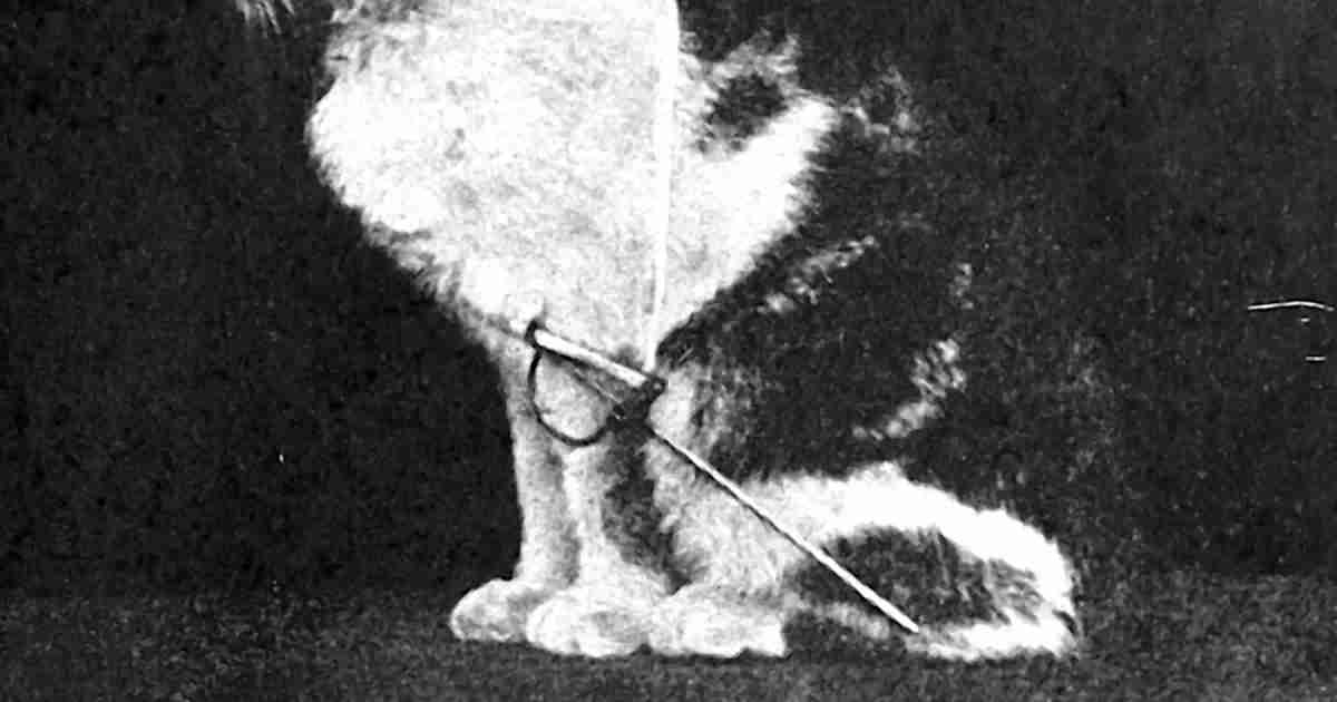 Python CLIs — The Dan MacKinlay stable of variably-well-consider’d ...