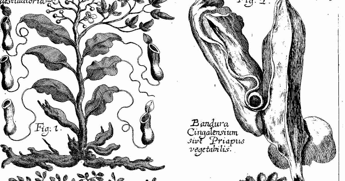 Plants — The Dan MacKinlay stable of variably-well-consider’d enterprises