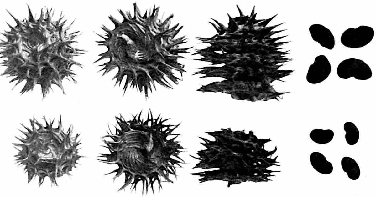 Stationary Gamma processes — The Dan MacKinlay stable of variably-well ...