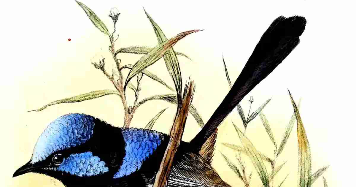 Melbourne / Naarm — The Dan MacKinlay stable of variably-well-consider ...