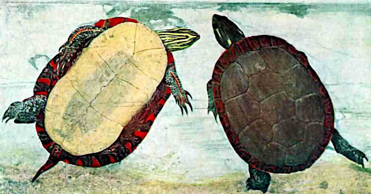 Shells — The Dan MacKinlay stable of variably-well-consider’d enterprises